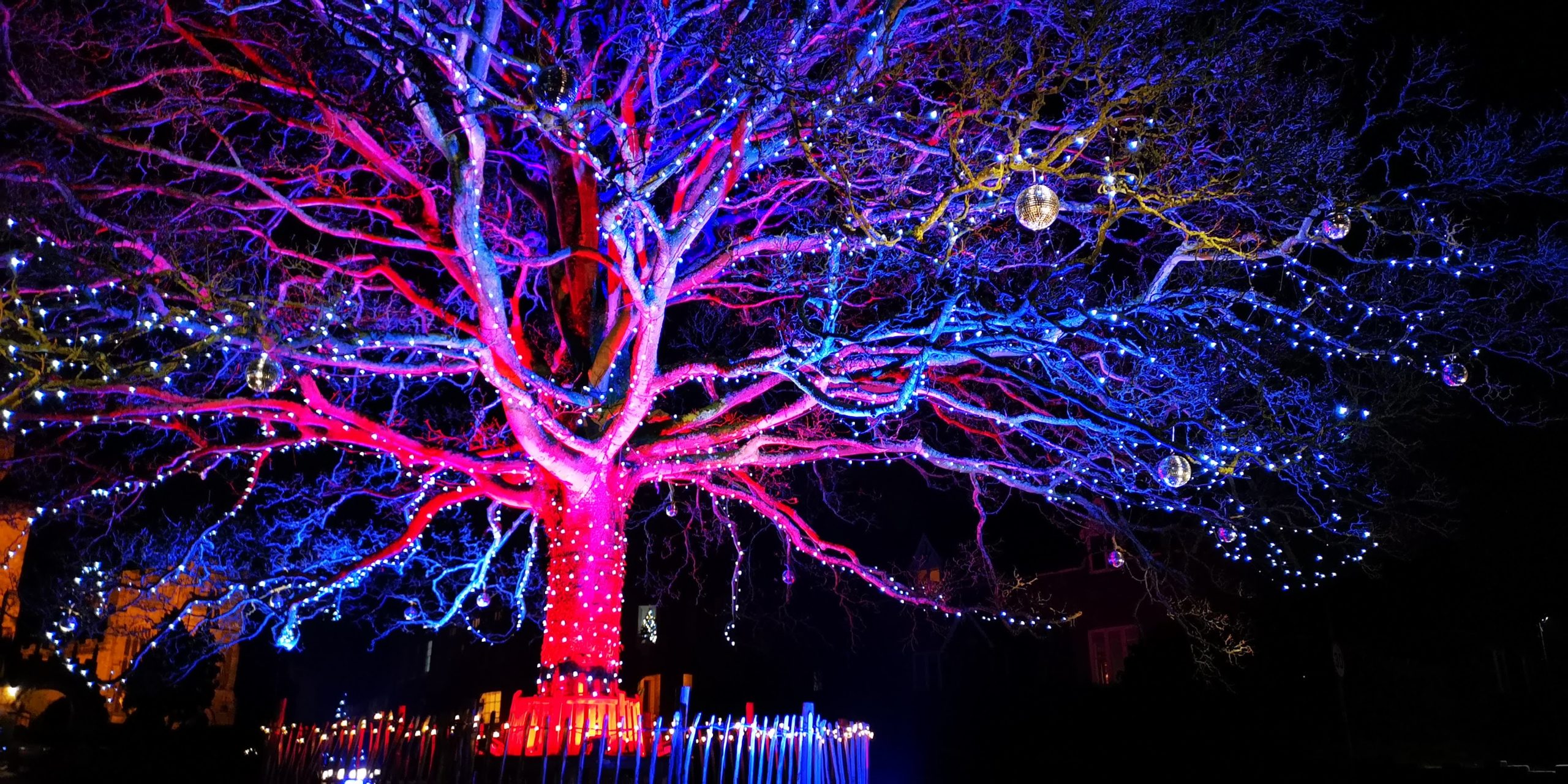 bright tree – Audiomatters